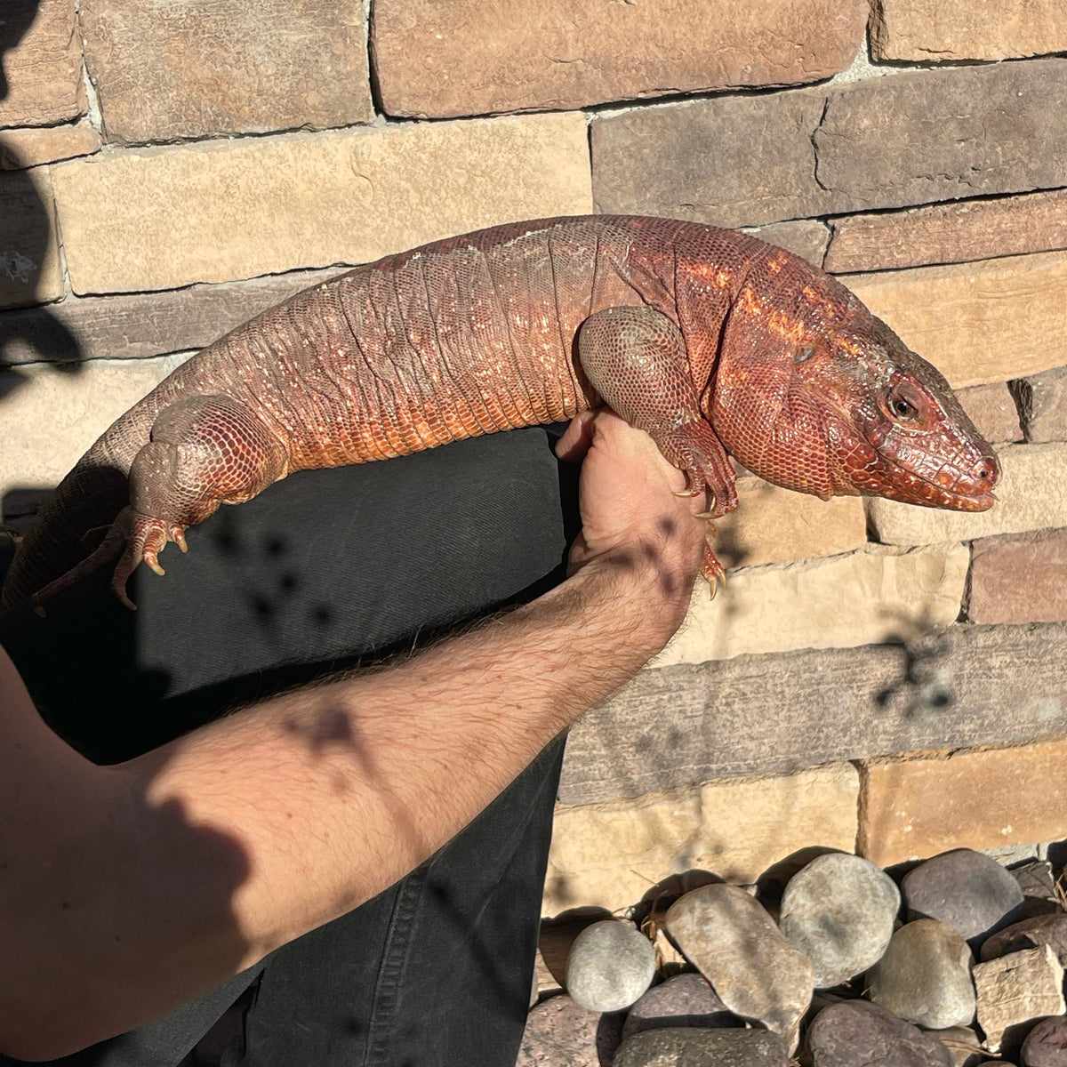 Adult Red Male 50% het Albino Tegu #1 – David's Jungle