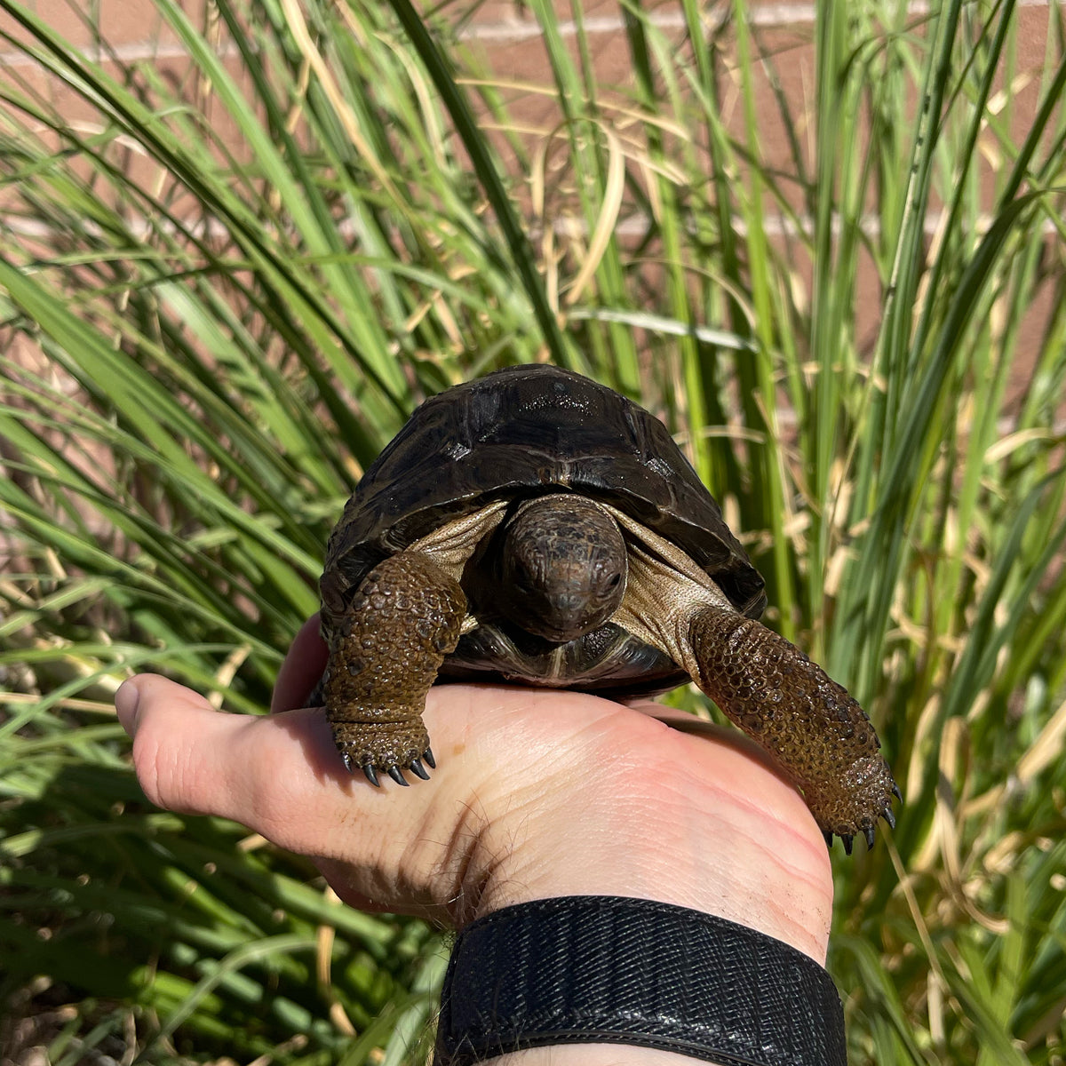 Aldabra Tortoise – David's Jungle