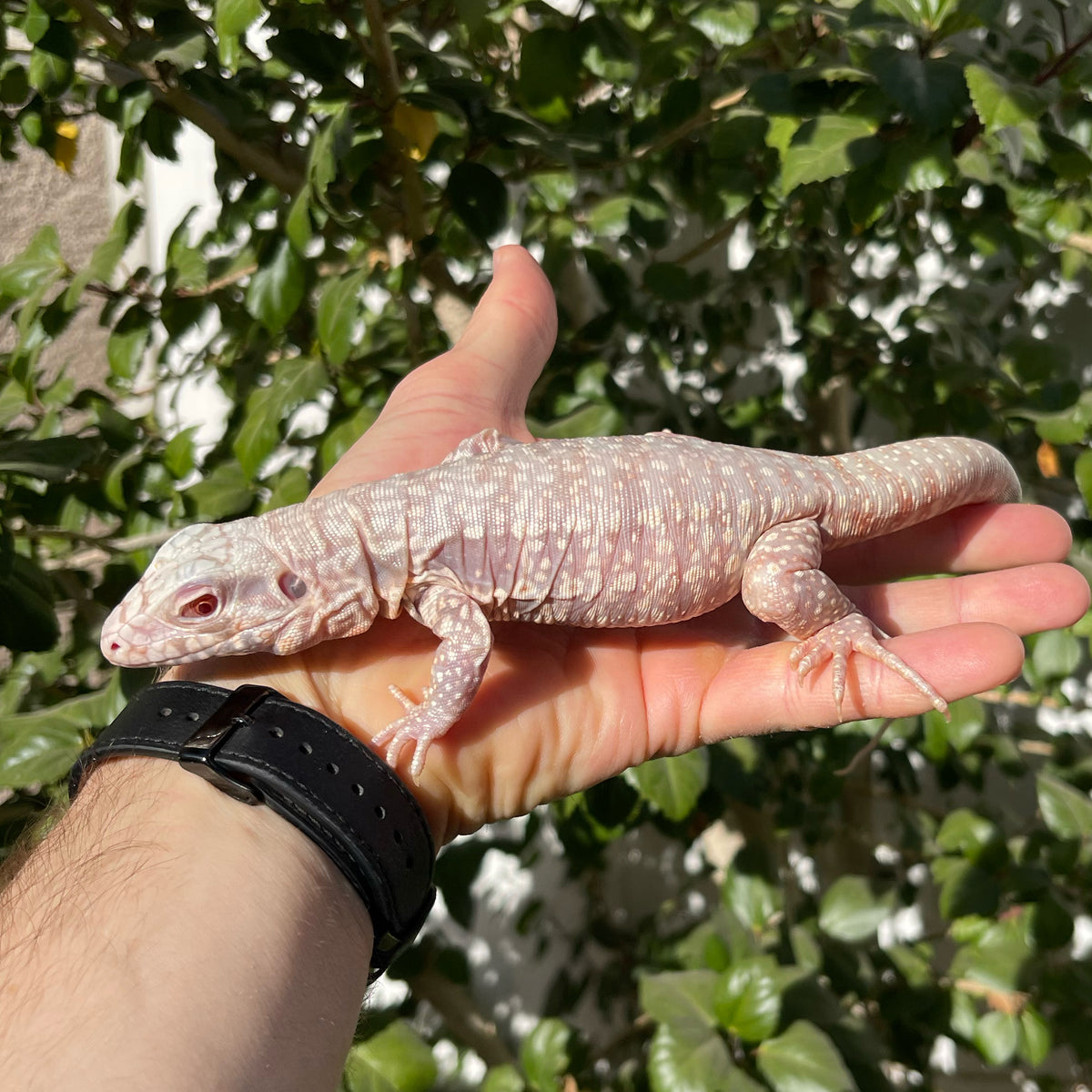 Albino Blue Ice/ Glacier Titan Tegu – David's Jungle