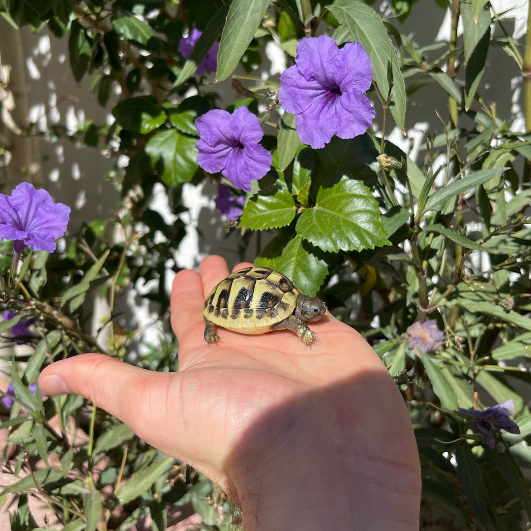 Tortoises – David's Jungle