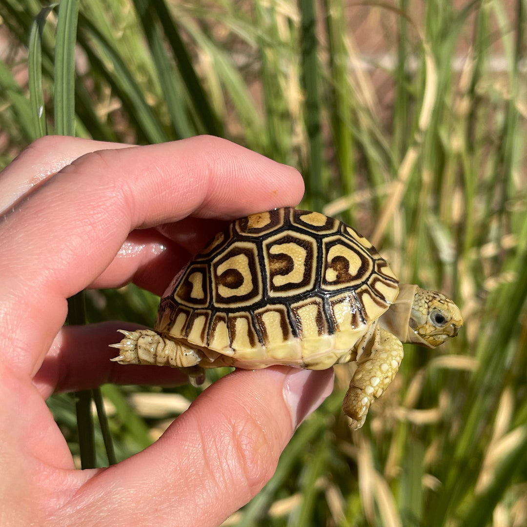 Tortoises – David's Jungle