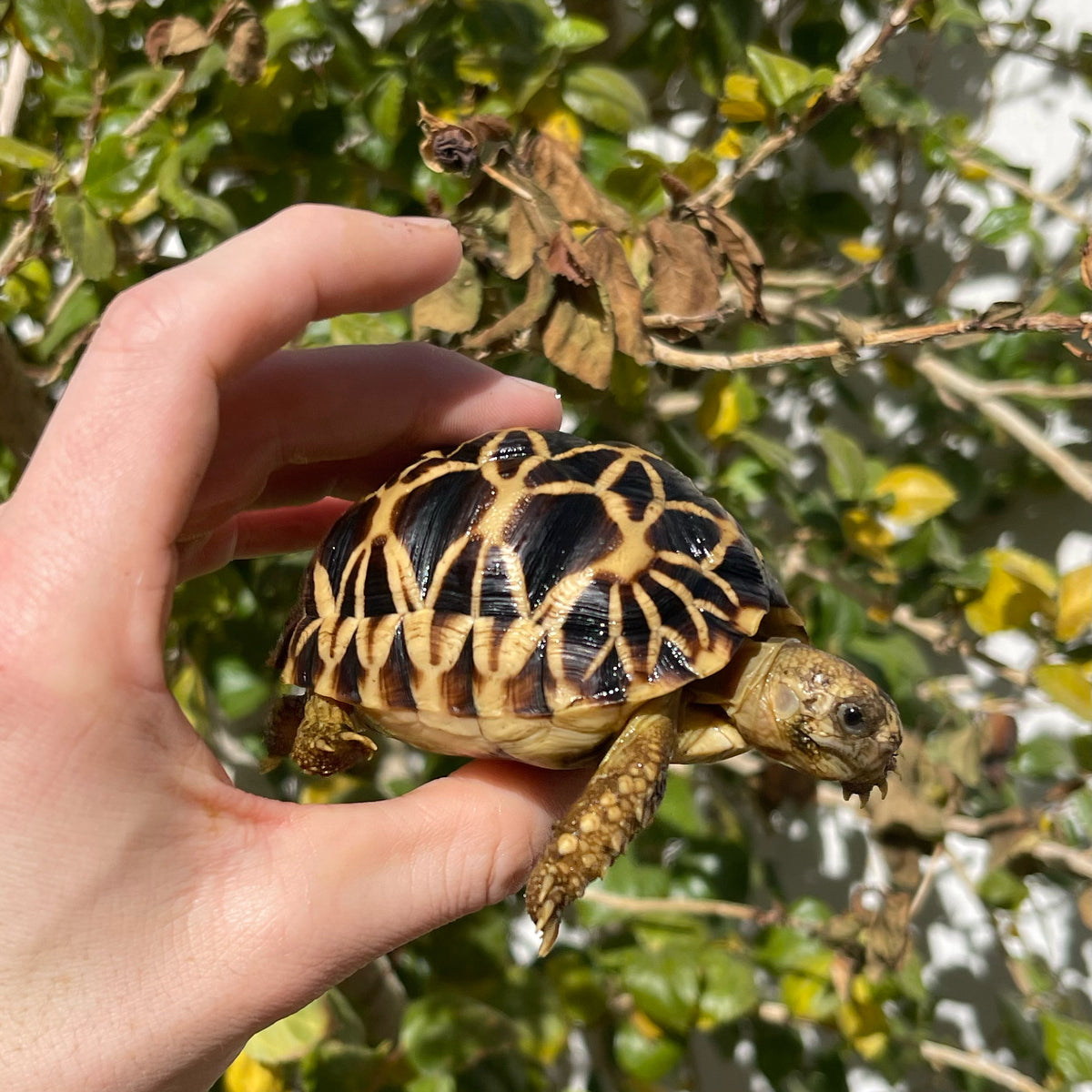 Burmese Star Tortoise Well Started #1B – David's Jungle