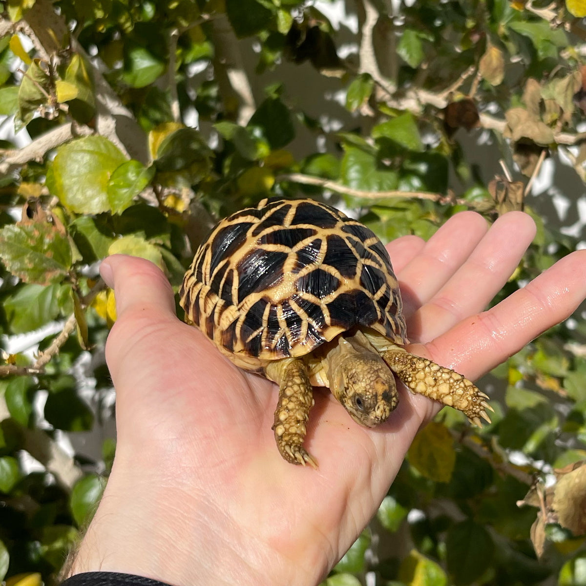Burmese Star Tortoise Well Started #1B – David's Jungle