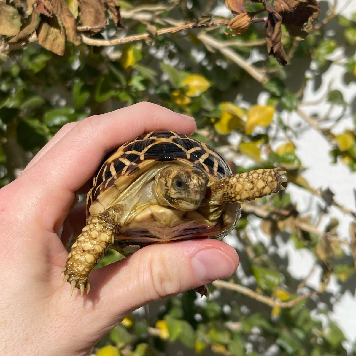 Burmese Star Tortoise Well Started #1B – David's Jungle