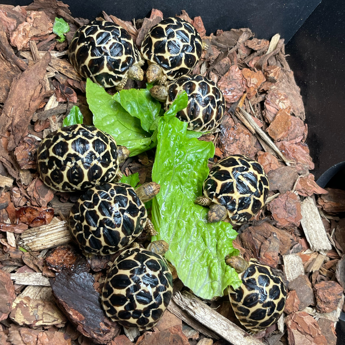 Sri Lankan Star Tortoise – David's Jungle