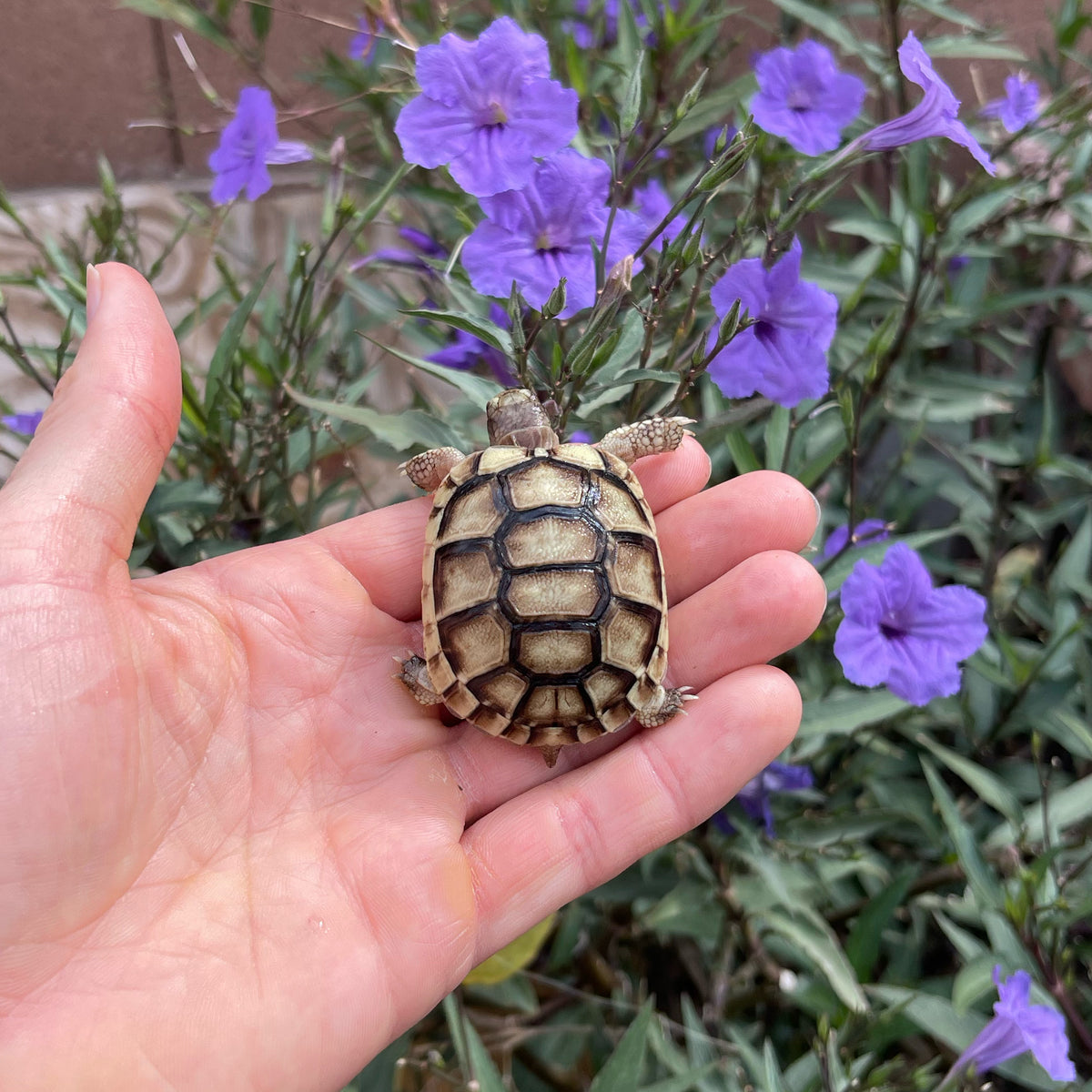 Baby Marginated Tortoise – David's Jungle