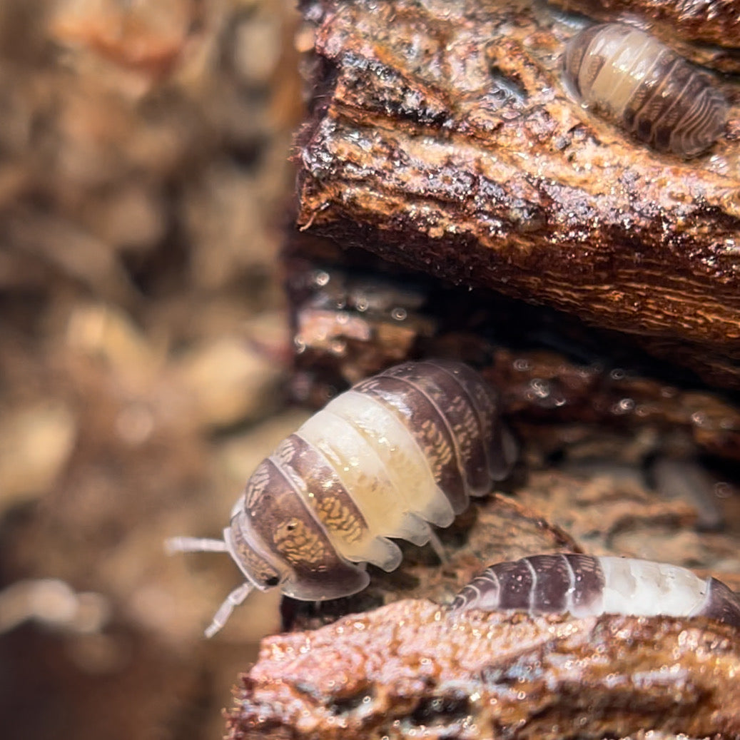 Cubaris sp. "Panda King" – David's Jungle