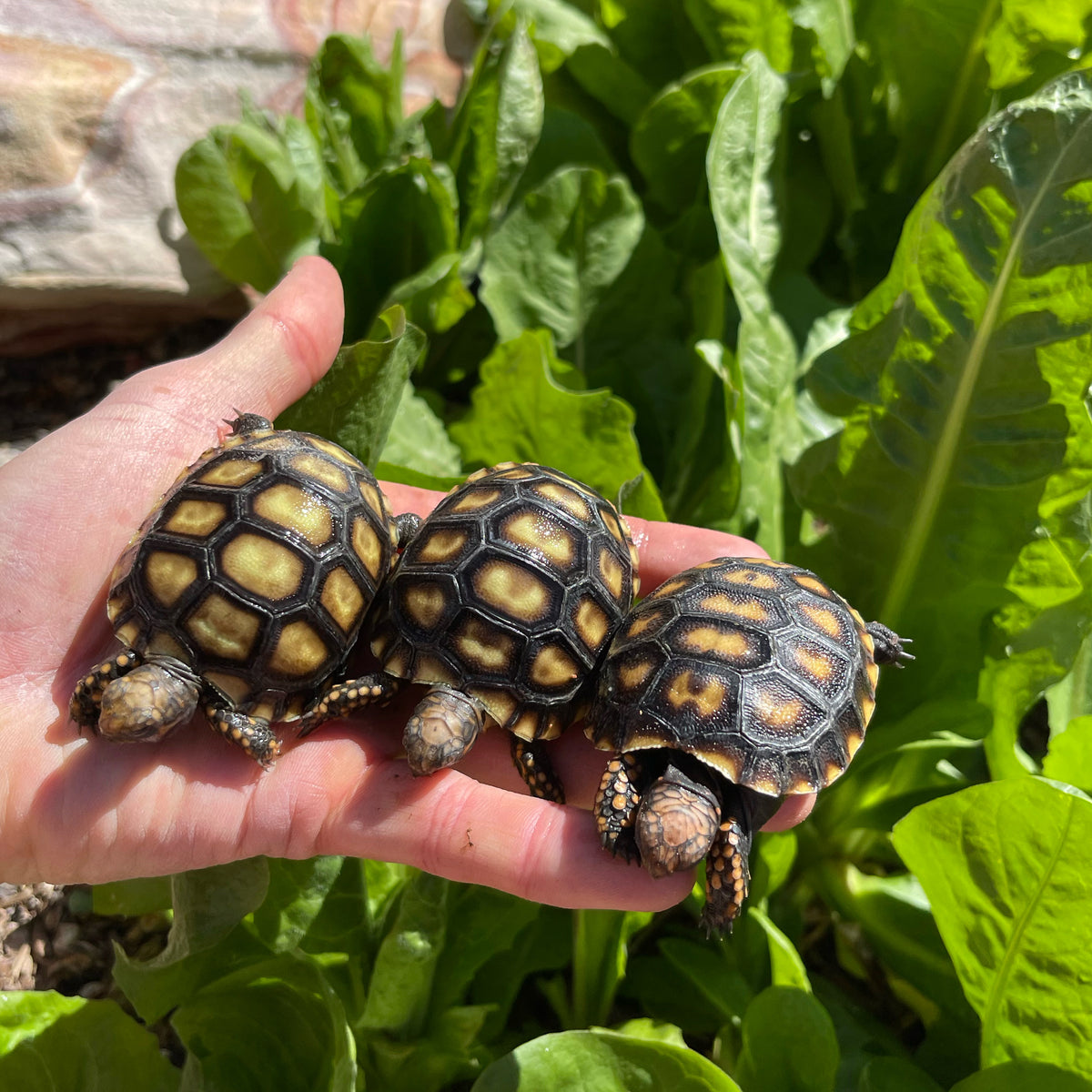 Cherryhead Tortoise – David's Jungle