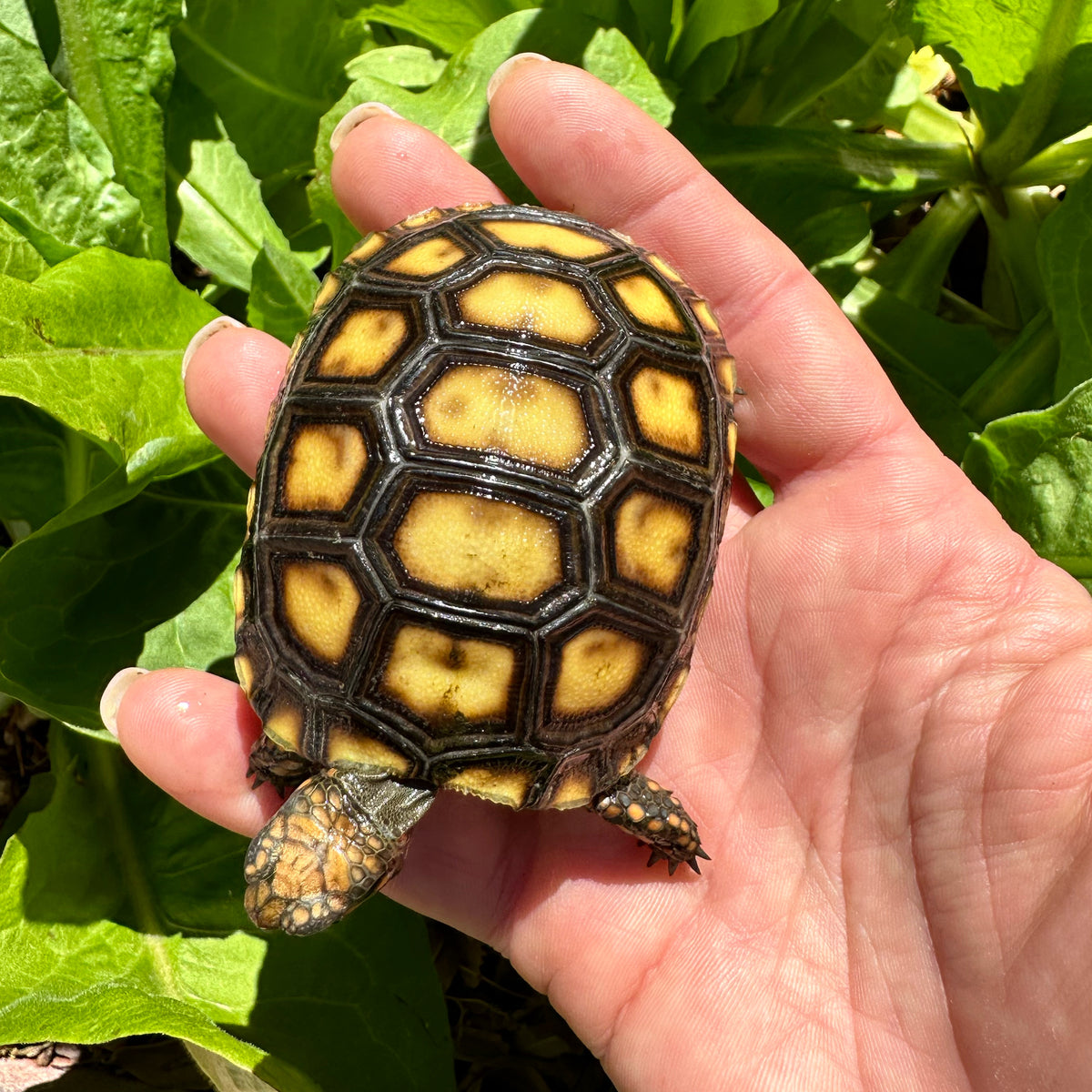 Cherryhead Tortoise – David's Jungle