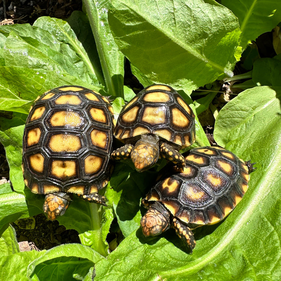 Tortoises – David's Jungle