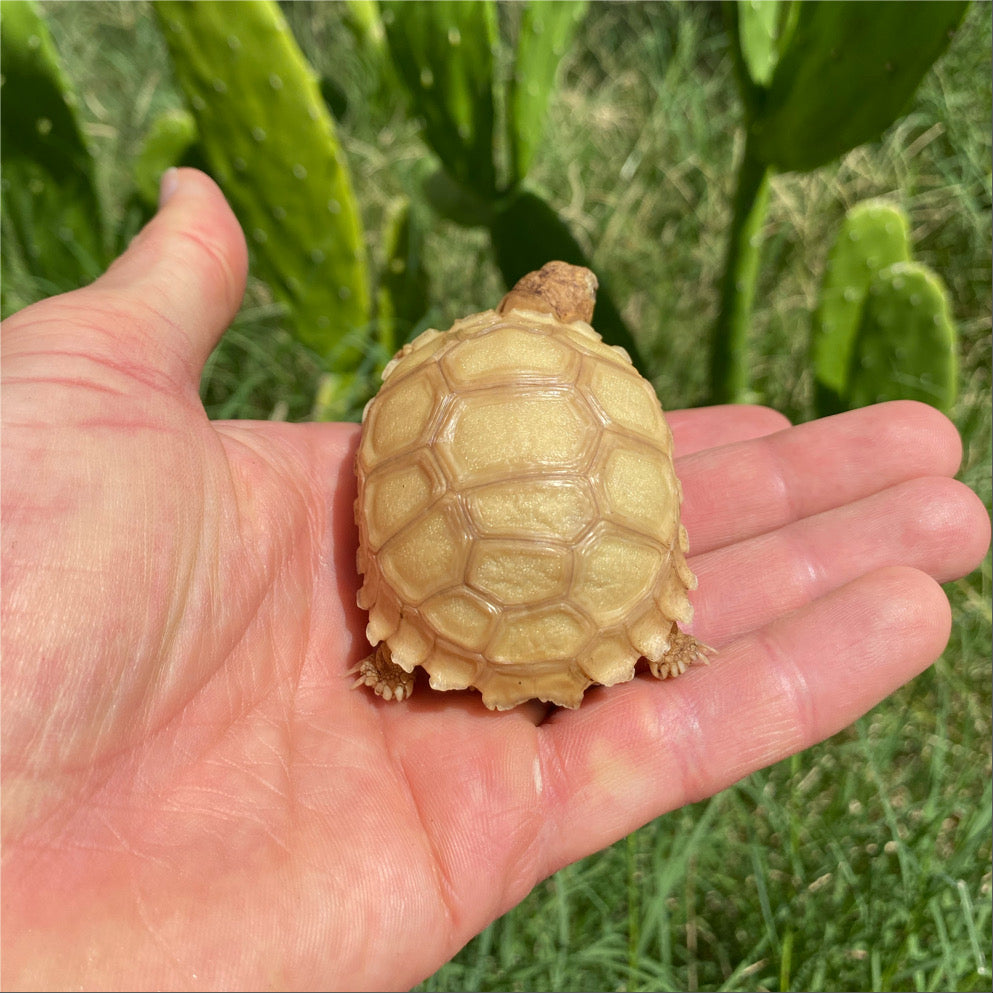 Split Scute Ivory Sulcata Tortoise – David's Jungle