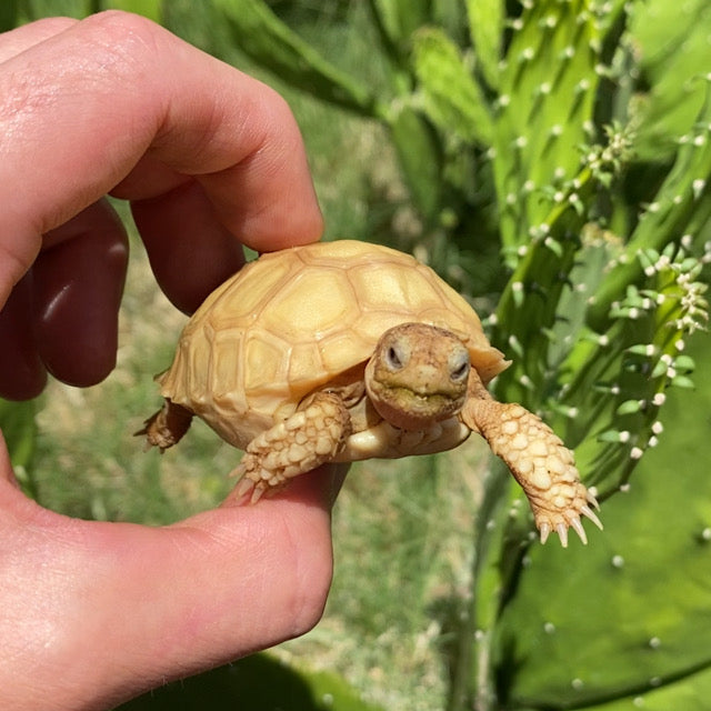 Split Scute Ivory Sulcata Tortoise – David's Jungle