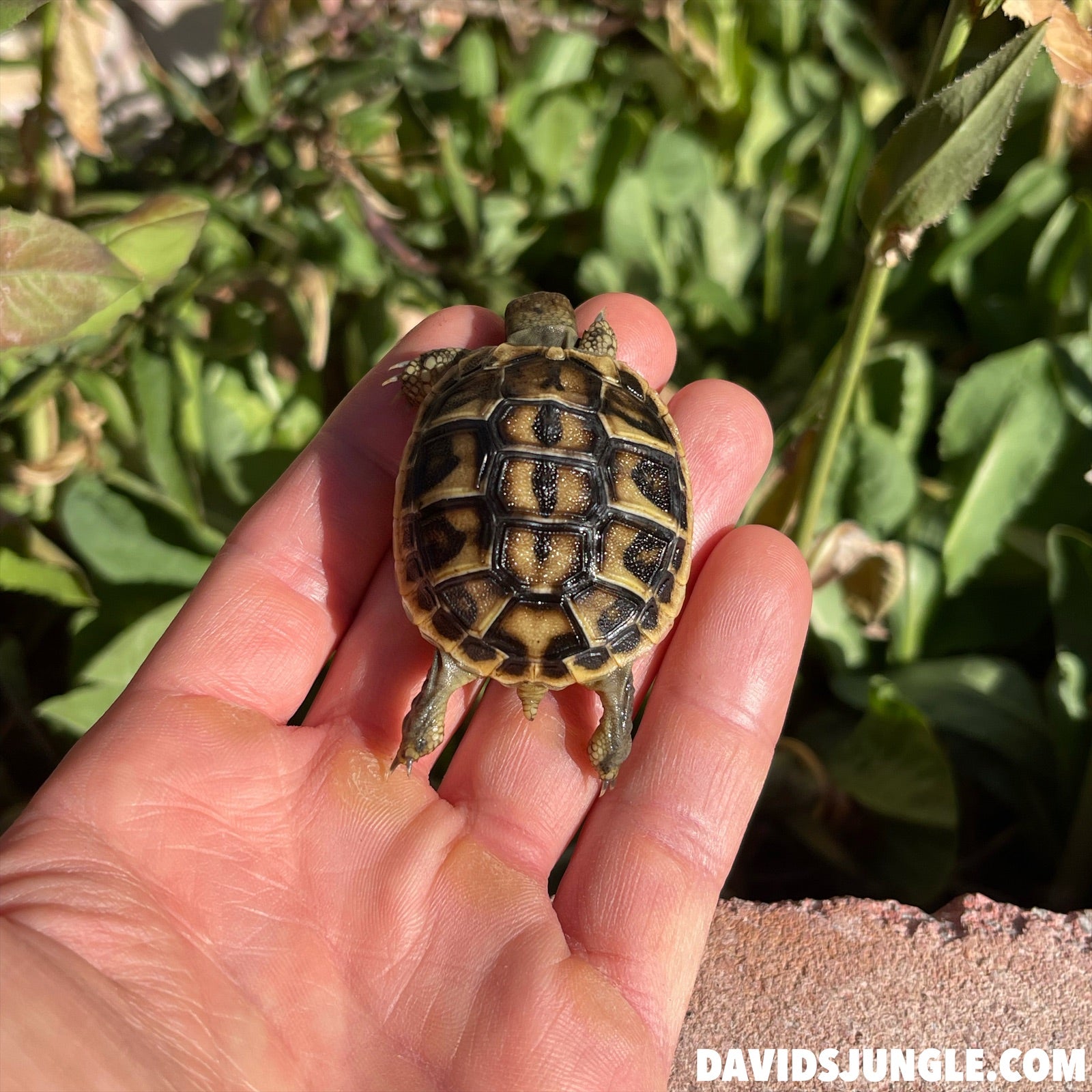 Western Hermann’s Tortoise – David's Jungle