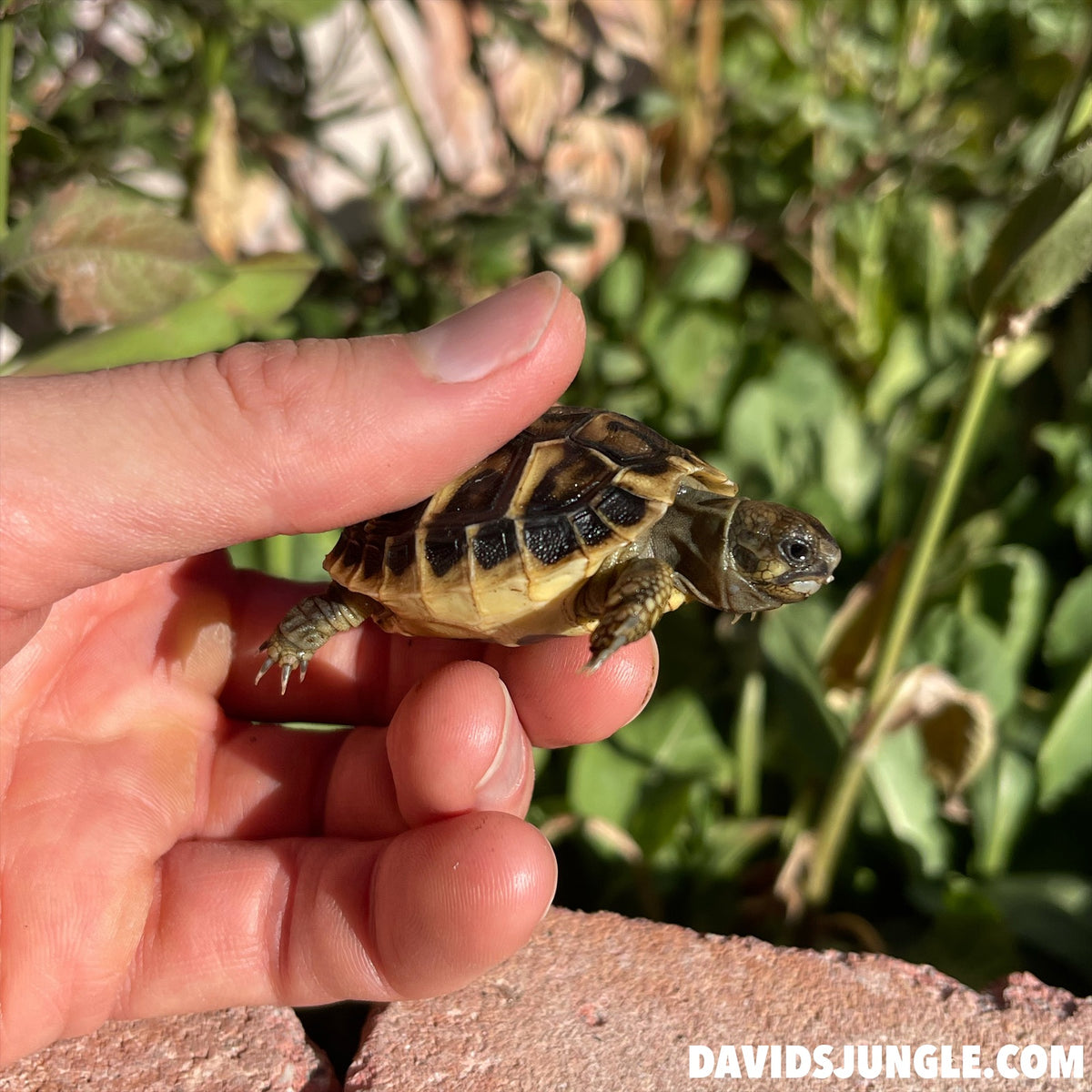 Western Hermann’s Tortoise – David's Jungle